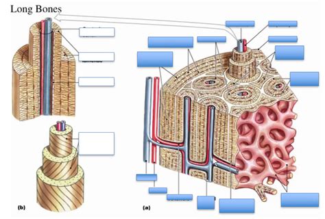 Gross Anatomy Of Compact And Spongy Bone Module Diagram Quizlet