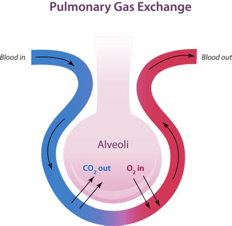 Breathing Human Biology