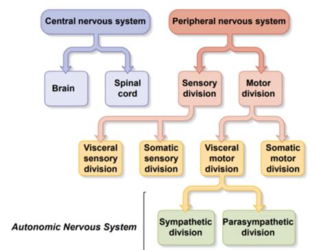 Ch 15 Autonomic Nervous System Flashcards Quizlet