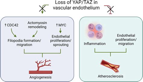 Emerging Role Of YAP TAZ In Vascular Mechanotransduction And Disease