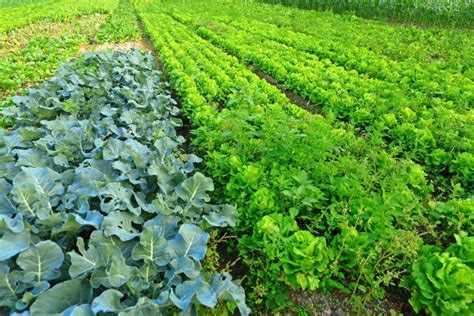 Qué es la agricultura intensiva Tradecorp