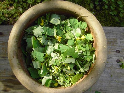 Free Images Flower Food Green Herb Produce Yellow Garden