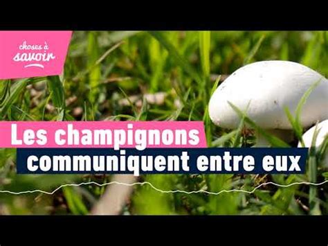 Comment Les Champignons Communiquent Ils Entre Eux YouTube