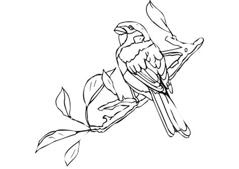 Desenhos De Passarinhos Para Imprimir E Colorir Pintar