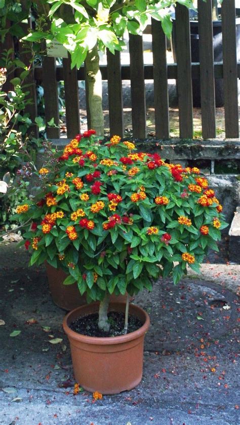 Kübelpflanzen richtig überwintern Plants Urban garden Container plants