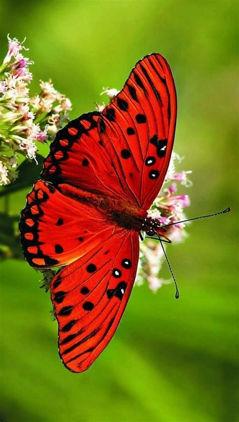Butterflies And Moths Beautiful Butterflies Most Beautiful