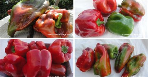 Cómo cultivar pimientos morrones Plantas