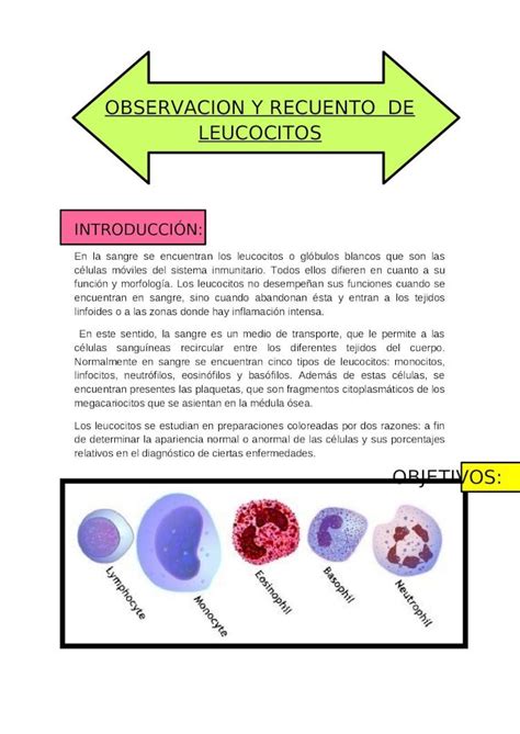DOCX Observacion Y Recuento De Leucocitos DOKUMEN TIPS