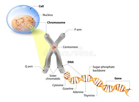 Zelle Chromosom Dna Und Gen Vektor Abbildung Illustration Von