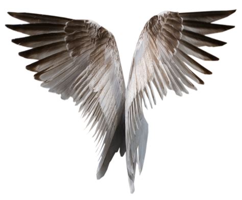 Wings Hd Png Transparent Wings Hd Png Images Pluspng
