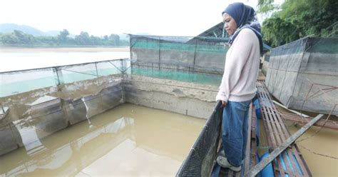 Kemarau Di Pahang Penternak Ikan Sangkar Udang Kolam Rugi RM1 03 Juta