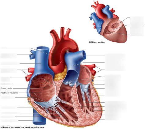 The Human Heart Diagram Display Poster Diagram And Anatomy Off