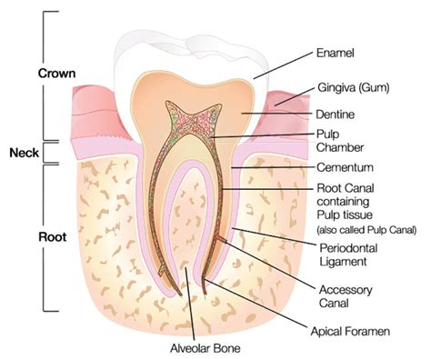 Understanding The Anatomy Of Teeth A Brief Guide