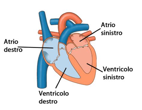 Cuore