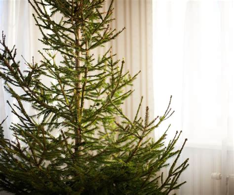 How To Recycle Christmas Trees 10 Sustainable Ideas For Real Trees