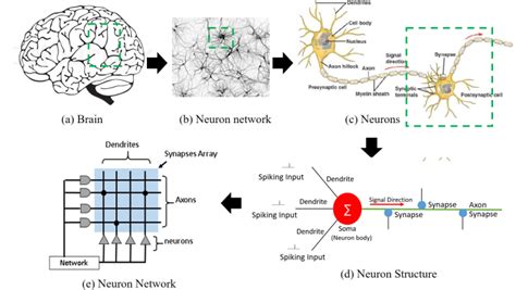 neural network brain