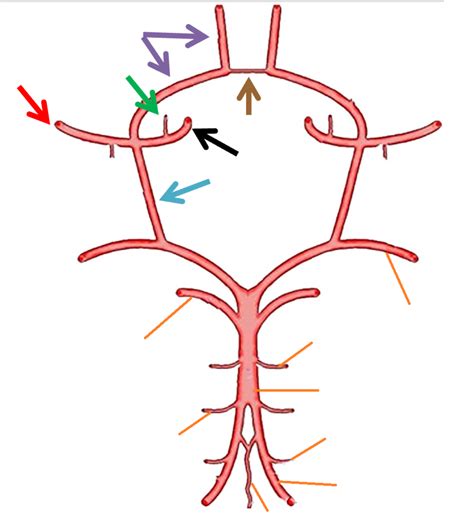 E Circle Of Willis Diagram Quizlet