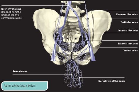 Pelvic Vascular Anatomy