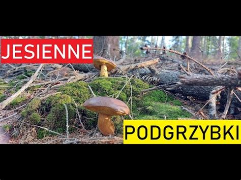Szok Mega Wysyp Podgrzybk W Co Tu Sie Dzieje Grzyby Atakuja