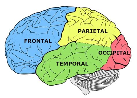 Lóbulos cerebrales para principiantes Psycolab centro de Psicología