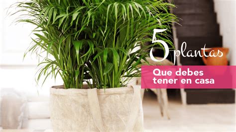 5 Plantas Que Debes Tener En Casa The T Ai Spa Blog