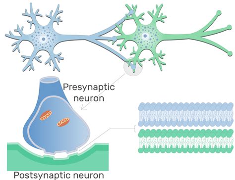 Synapse Structure And Labeled Diagram Getbodysmart Off