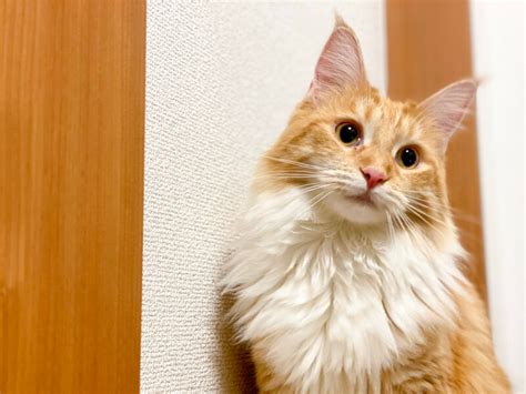Petpedia