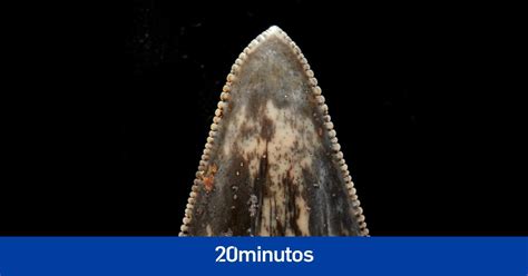 Hallan un fósil de un gigantesco tiburón prehistórico en aguas australianas
