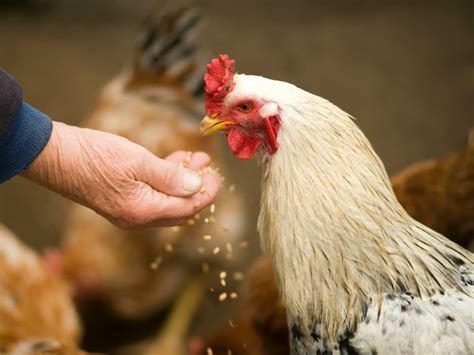 Quelle est la différence entre une poule et un poulet
