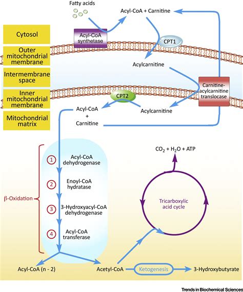 Fatty Acid Oxidation In Cell Fate Determination Trends In Biochemical