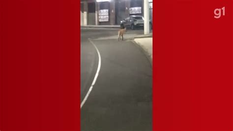 Lobo guará é visto andando pela rua em Volta Redonda veja vídeo Sul