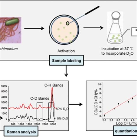Scheme Of Rapid Detection Of Salmonella Typhimurium Using Raman