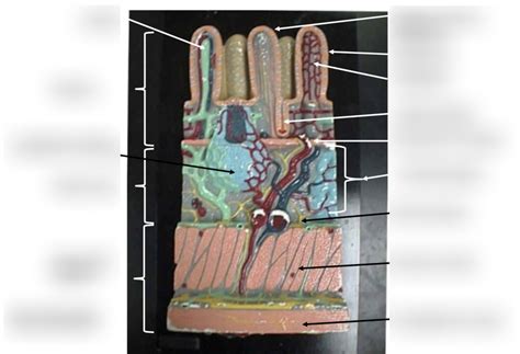 Alimentary Canal Diagram Quizlet
