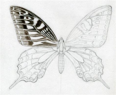 Come disegnare una farfalla con una matita in più fasi