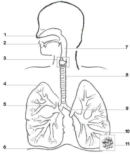 Diagram Of The Human Body Organs And Their Major Structures Labeled In