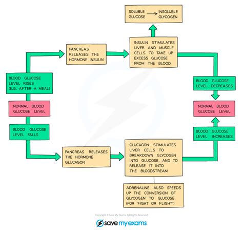 Regulation Of Blood Glucose HL IB Biology Revision Notes 2025 Save