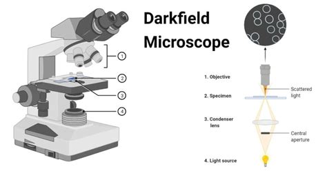 Types Of Microscopes With Definitions Principle Uses Labeled Diagrams