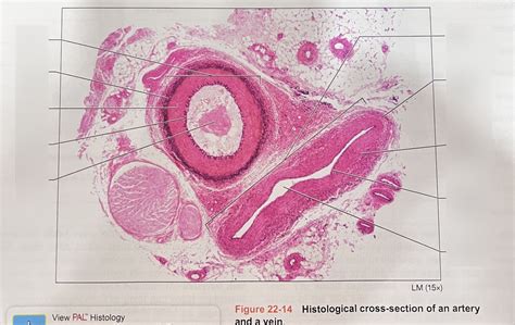 Artery Vs Vein Diagram Quizlet