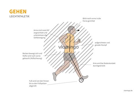 Olympisches Gehen Technik Phasen Bewegungsbeschreibung