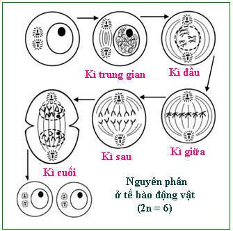 Quá trình nguyên phân sinh học