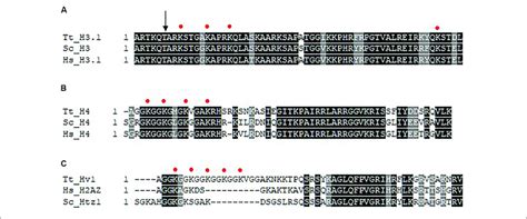 Multiple Sequence Alignment Of Histone N Termini Clustal Omega Was