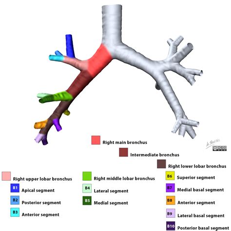 Bronchus Anatomy Anatomy Reading Source