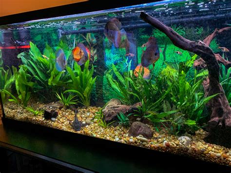 After Months Of Growing The Plants Out I Finally Planted My Discus