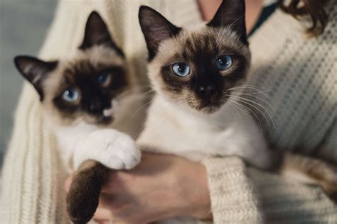 Datos Curiosos Sobre Gatos Mypet