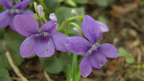 Para Que Sirve El Agua De Violeta Actualizado Octubre 2022