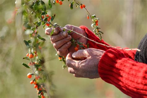 Goji Beeren Ernten Anbau Pflege Der Pflanze