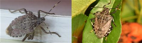 6 Types Of Stink Bugs Found In Arizona ID GUIDE Nature Blog Network