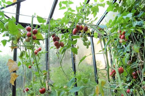 Quelle variété de tomate sous serre MamanSanta