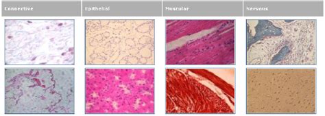 Image Examples Of The Four Fundamental Tissues Connective Epithelial