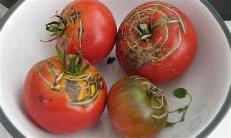 Why Do Tomatoes Split On The Vine Epic Gardening